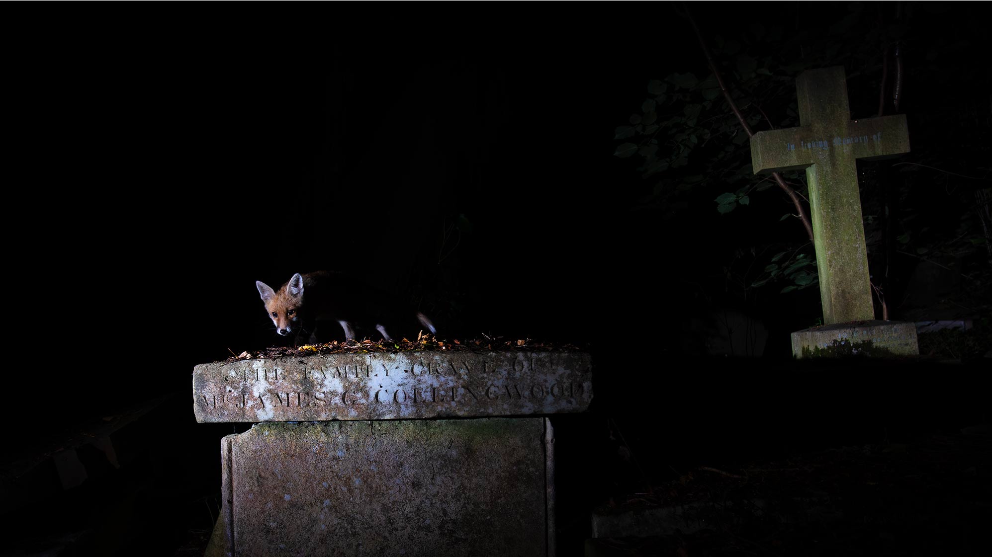 Award Winning Wildlife Photographer | Matthew Maran