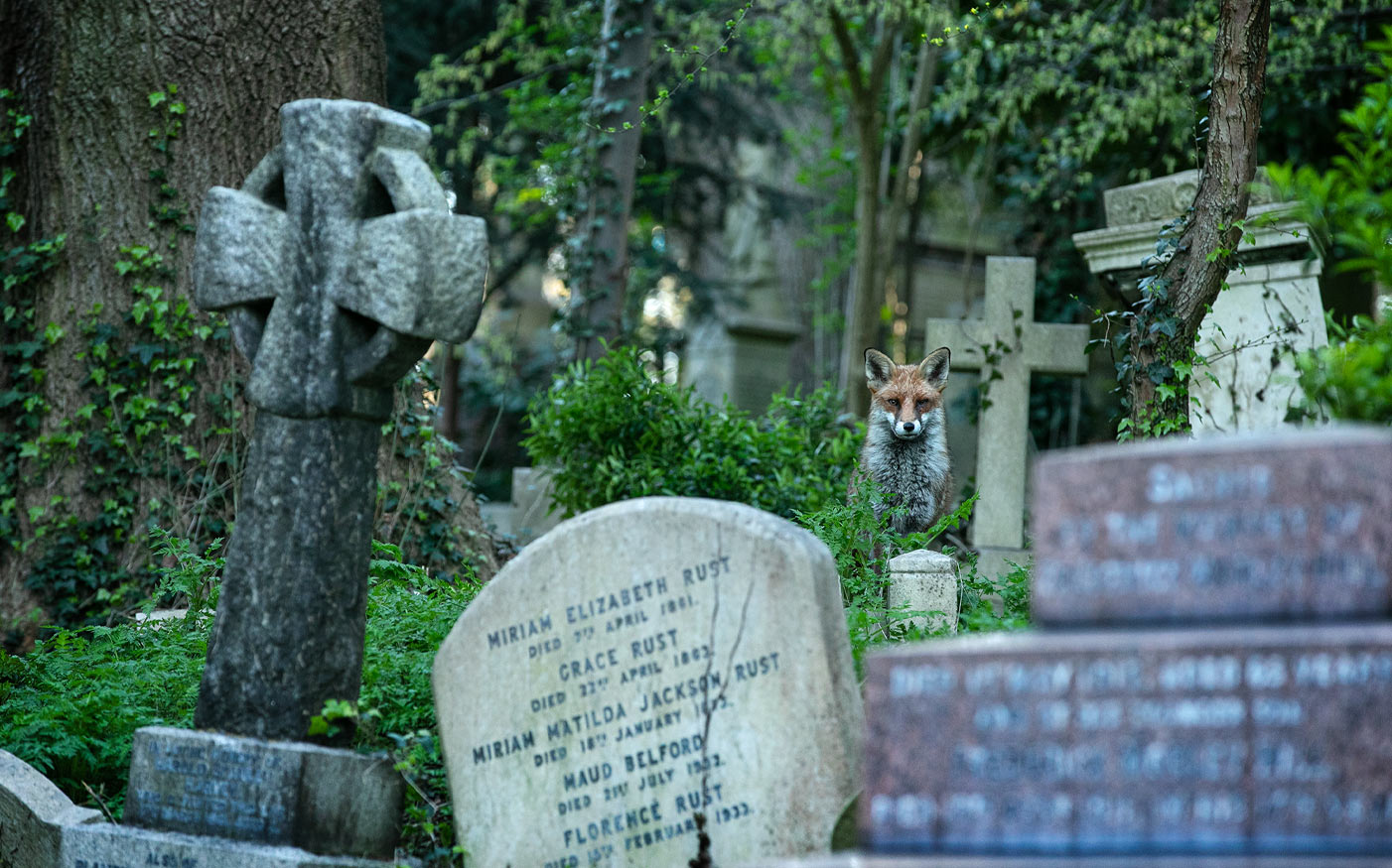 Highgate Cemetery | Award Winning Wildlife Photographer | Matthew Maran