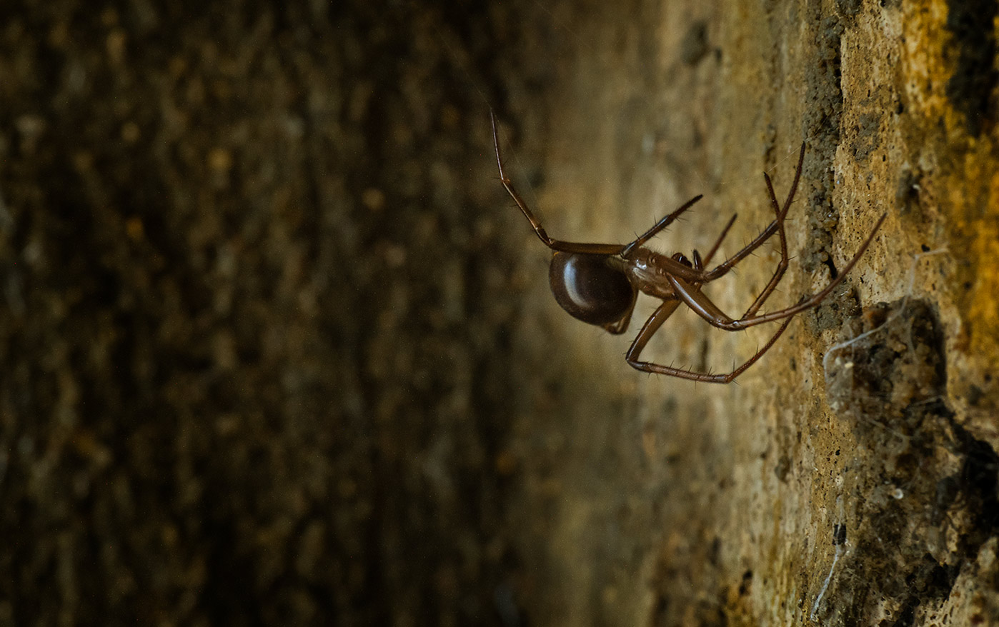 Highgate Cemetery | Award Winning Wildlife Photographer | Matthew Maran